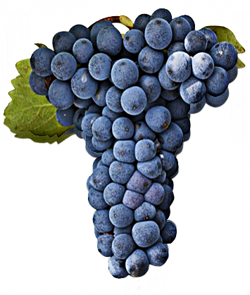 Vineyards – Bolen Vineyards